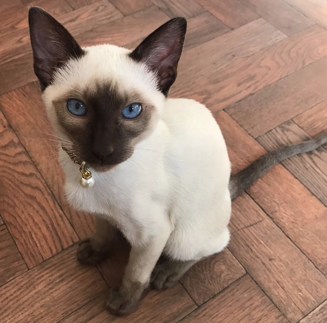 Siamese Kittens – Home of Kittens 4 Sale