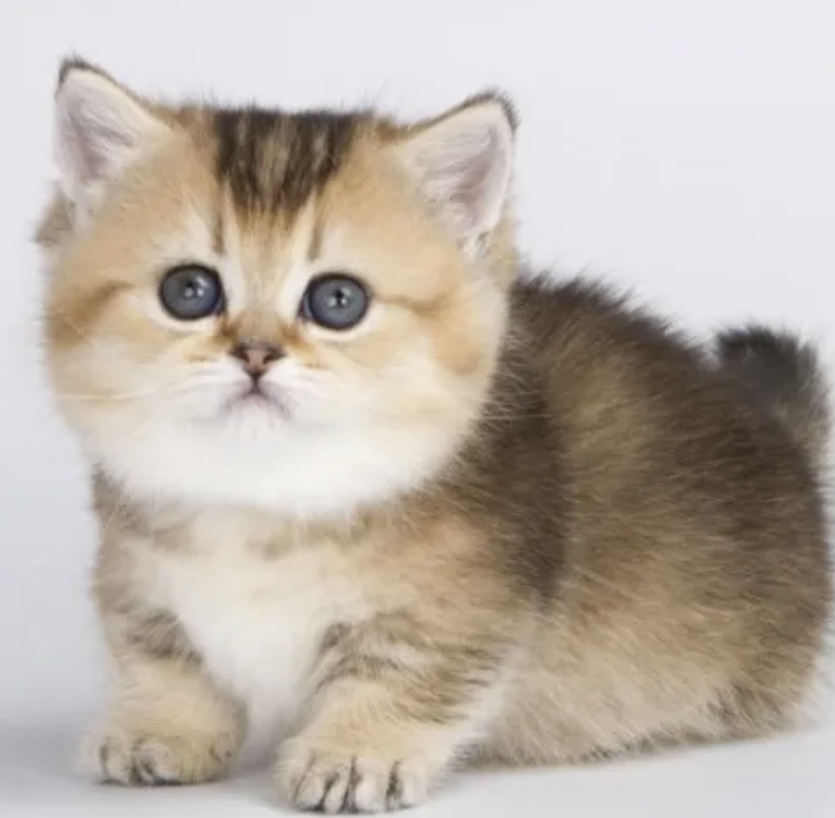 Munchkin Kittens – Home of Kittens 4 Sale