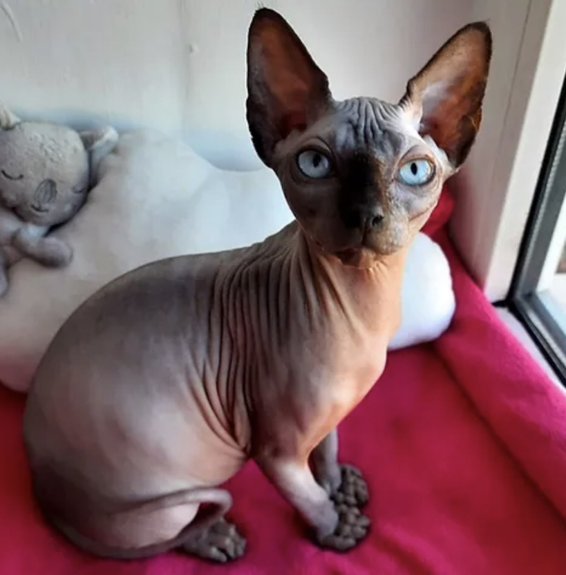 Sphynx Kittens – Home of Kittens 4 Sale