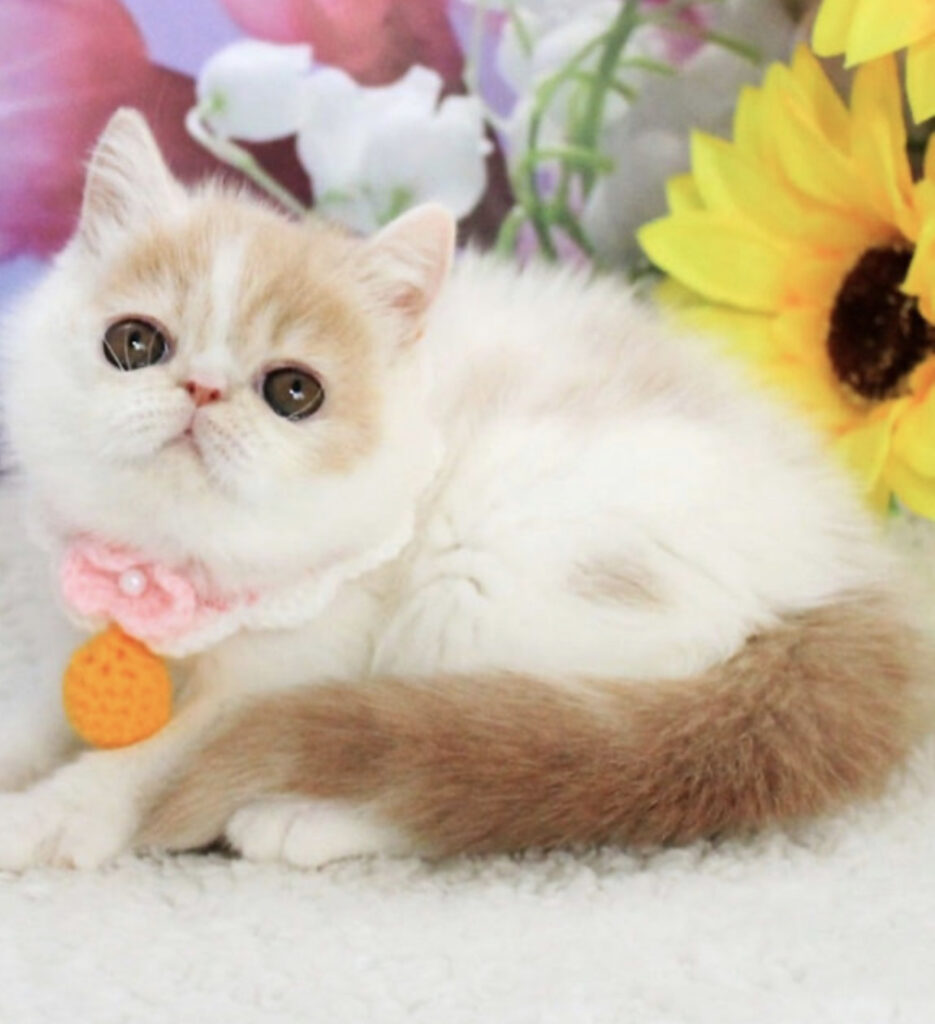 Exotic Shorthair Kittens – Home of Kittens 4 Sale