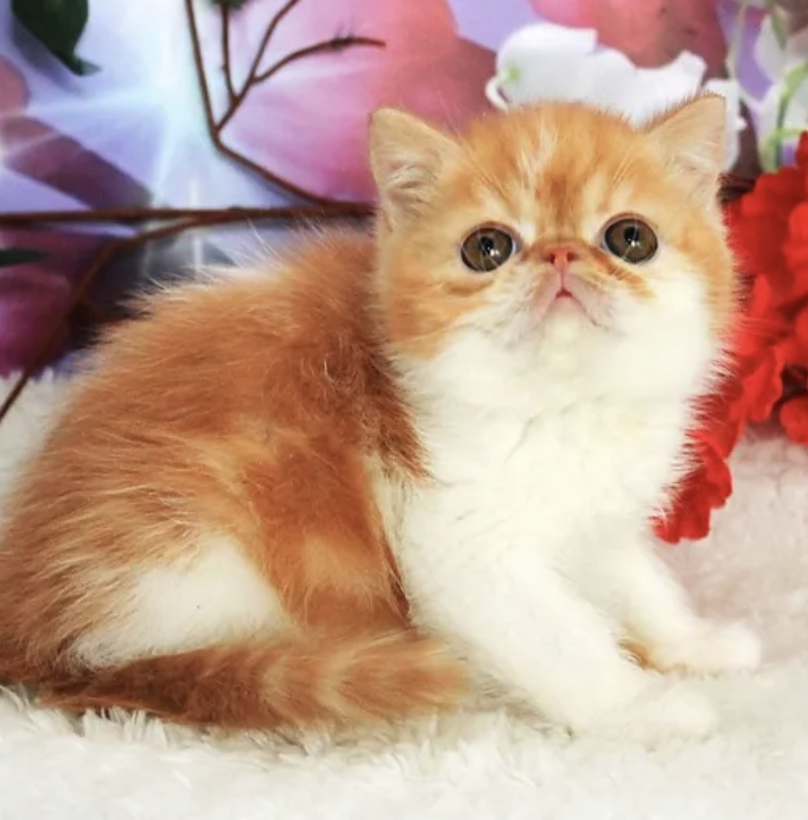 Exotic Shorthair Kittens – Home of Kittens 4 Sale