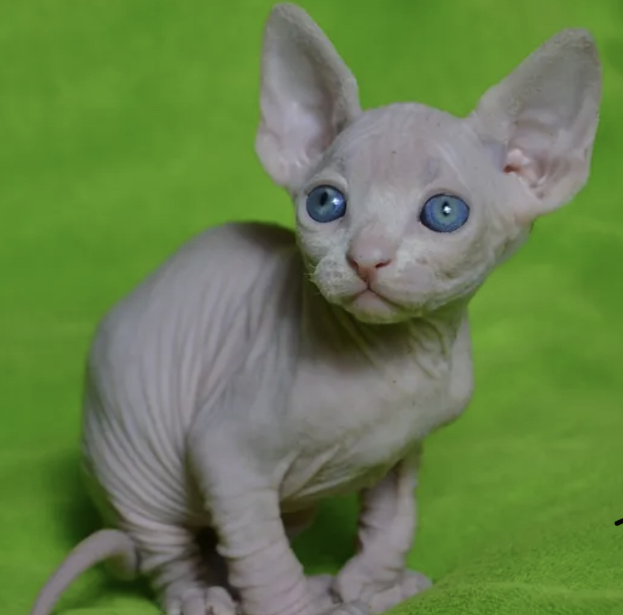 Sphynx Kittens – Home of Kittens 4 Sale