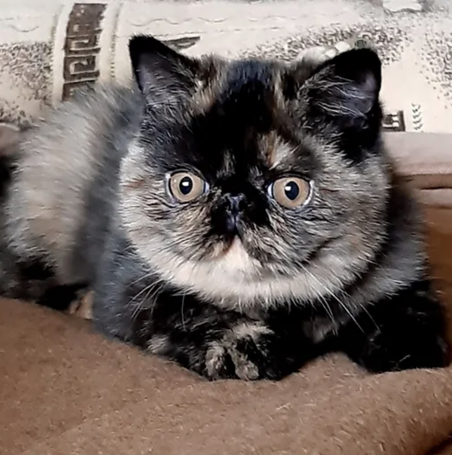 Exotic Shorthair Kittens – Home of Kittens 4 Sale