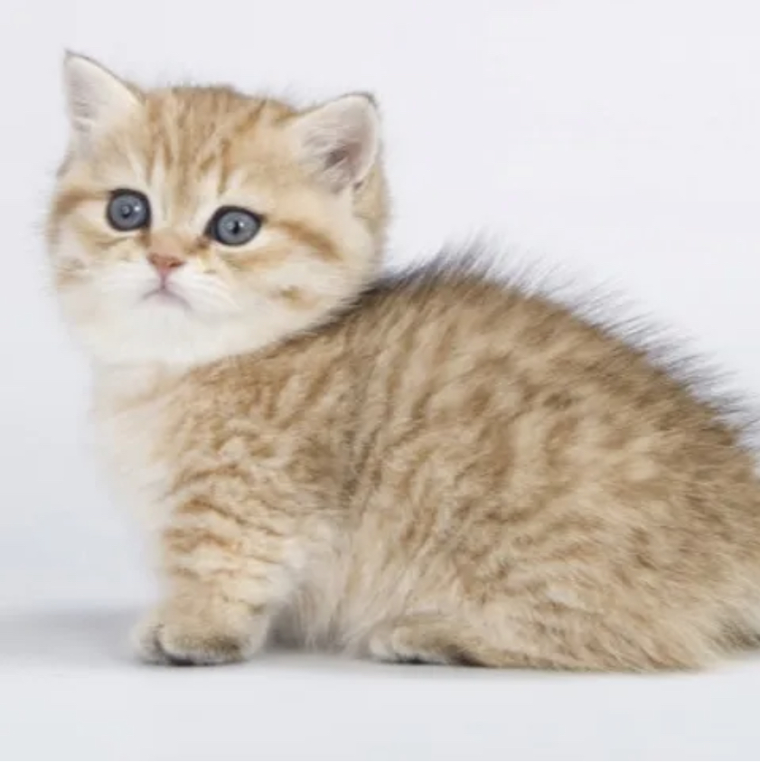 Munchkin Kittens – Home of Kittens 4 Sale