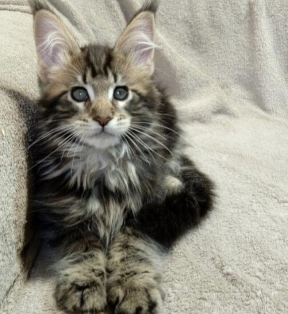 Maine Coon Kittens – Home of Kittens 4 Sale