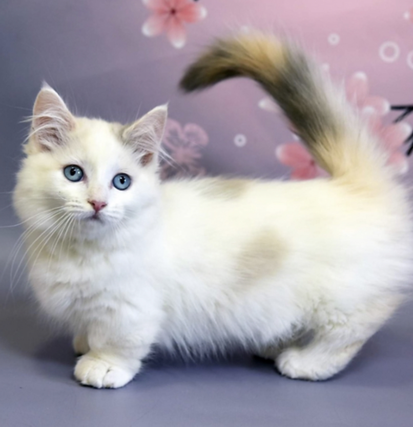 Munchkin Kittens – Home of Kittens 4 Sale