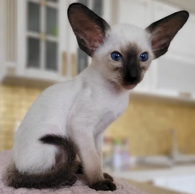 Siamese Kittens – Home of Kittens 4 Sale
